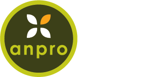 Tipos De Plátano Perú: ¿Cuáles Son Los Más Consumidos? - Anproex